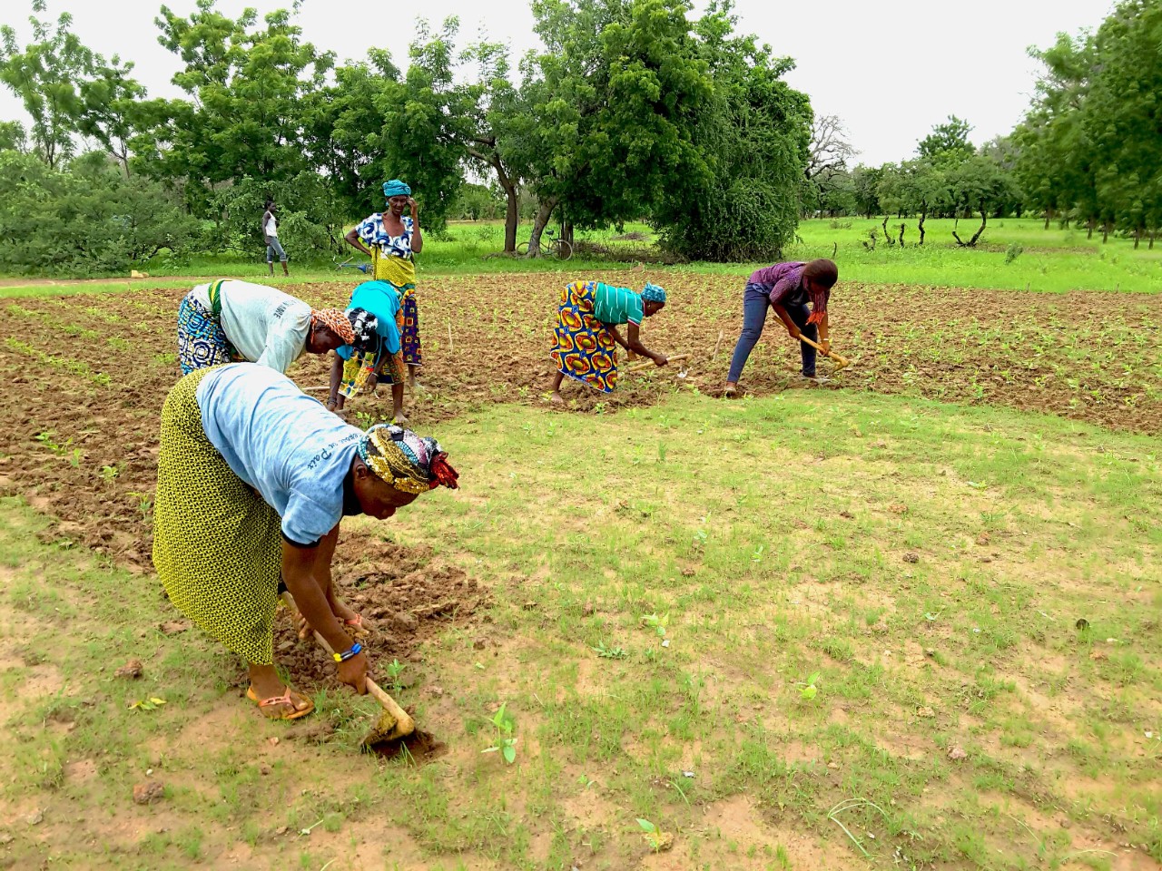 Supporting the shift to a green economy in Guinea: a key project for ...